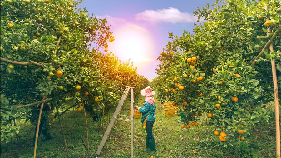 Food Revolution Group continues to deliver strong growth